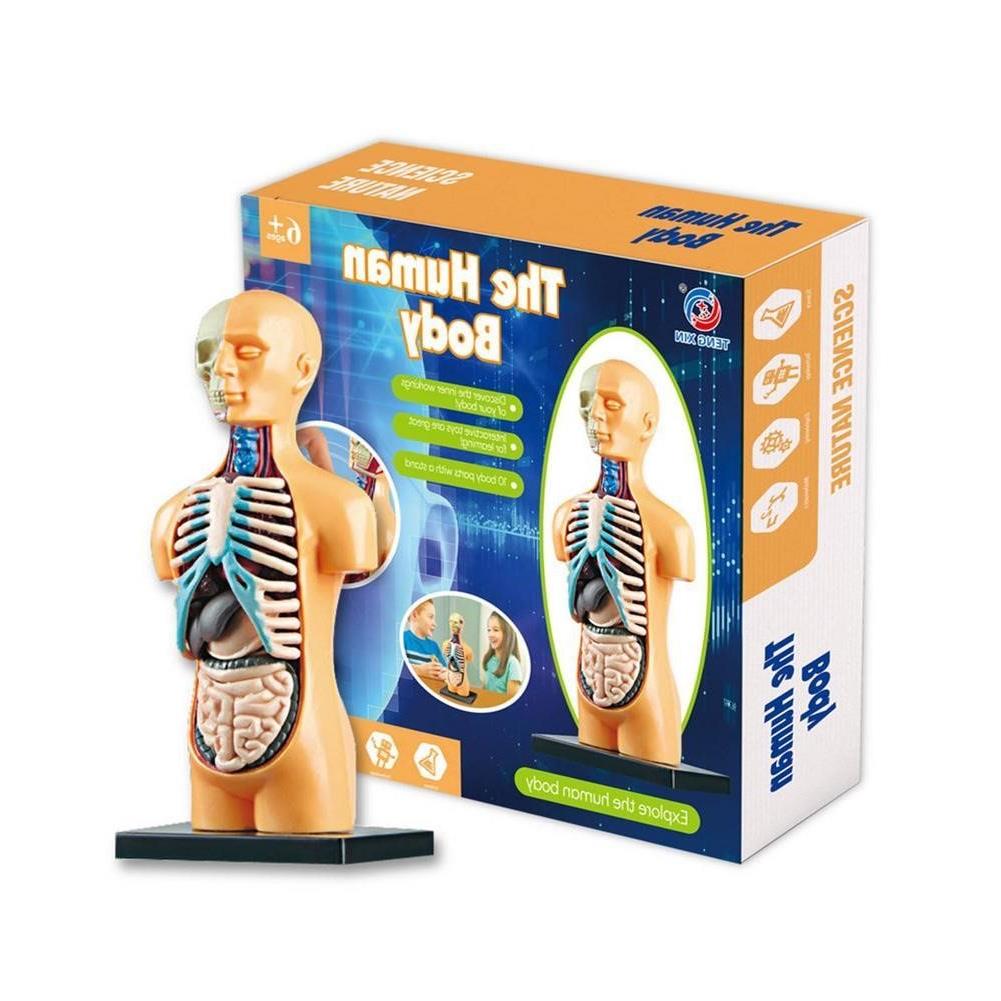 Model človeškega trupa, anatomski anatomski medicinski notranji organi ...