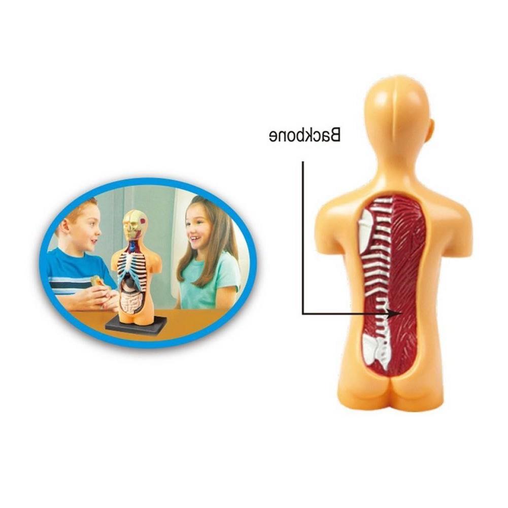 Model človeškega trupa, anatomski anatomski medicinski notranji organi ...